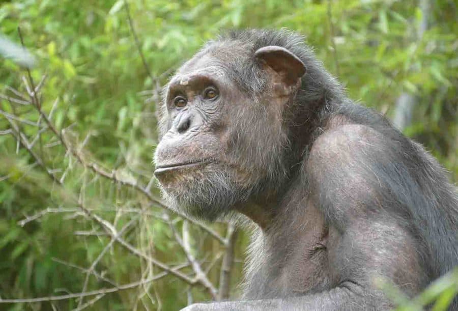 Schimpanse Epulu gut im Zoo Heidelberg angekommen