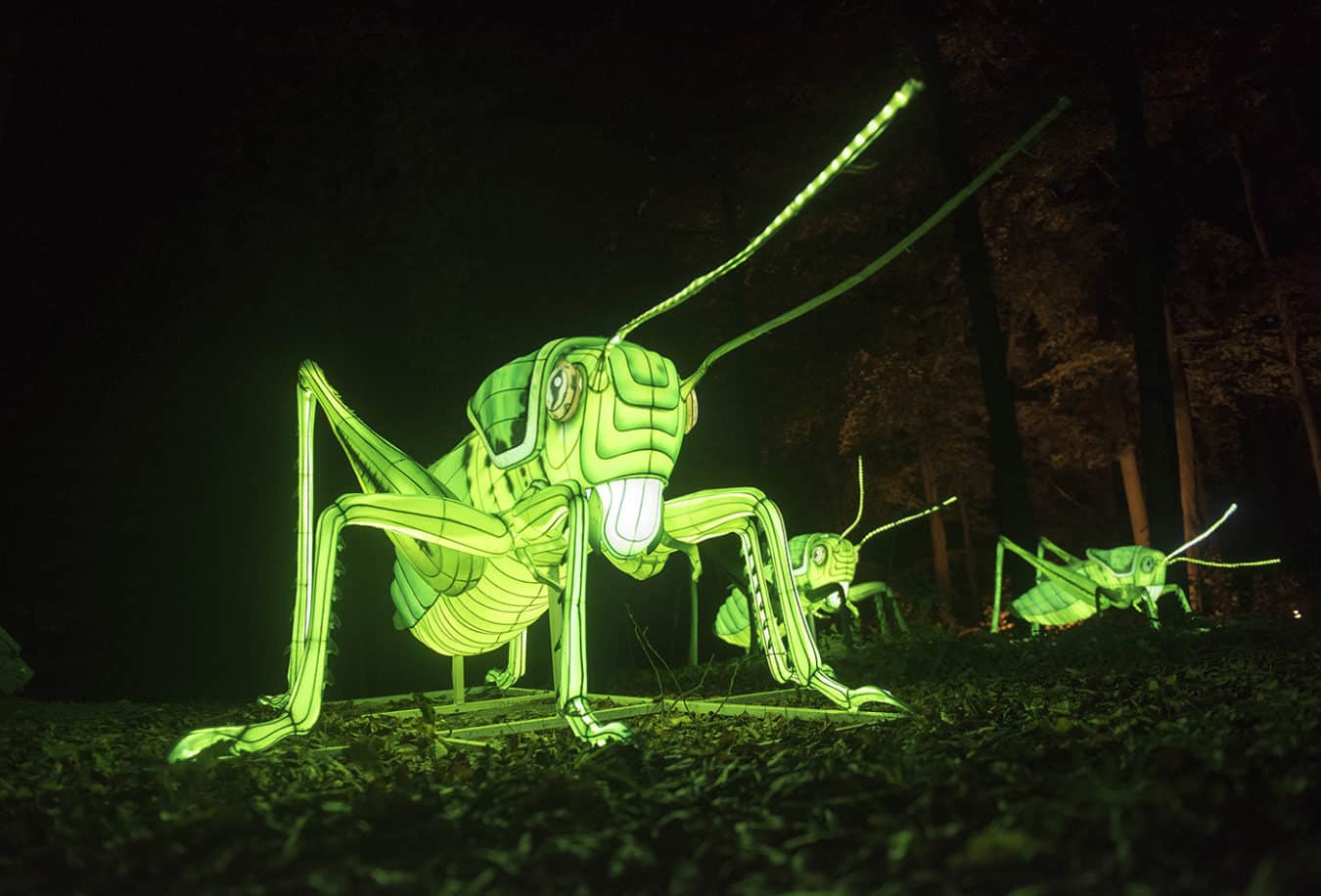 "Licht an!" im Zoo Heidelberg