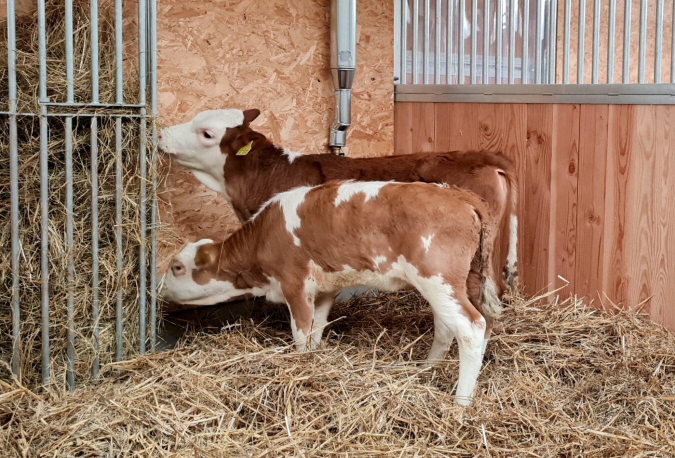 Zwei neue Hinterwälder Rinder sind in den Zoo Heidelberg eingezogen.
