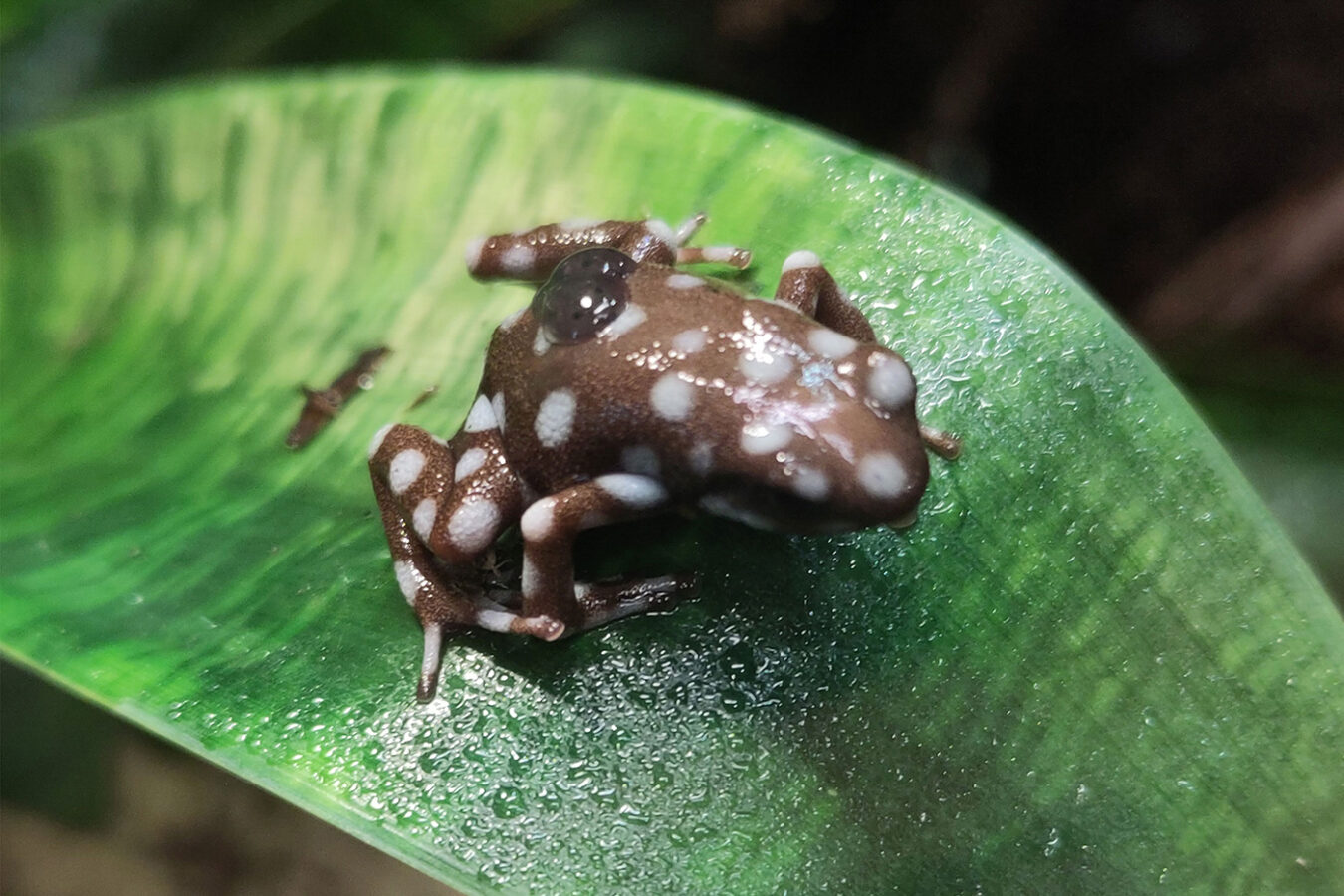 Zoo Heidelberg Startseite